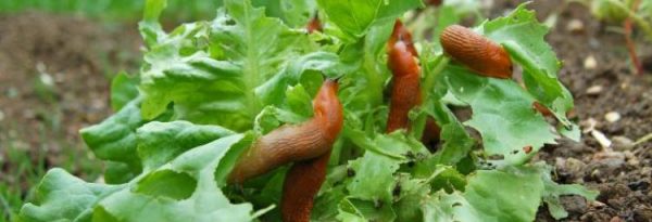 Metaldehyde Slug Pellets – East Ward Allotment Association